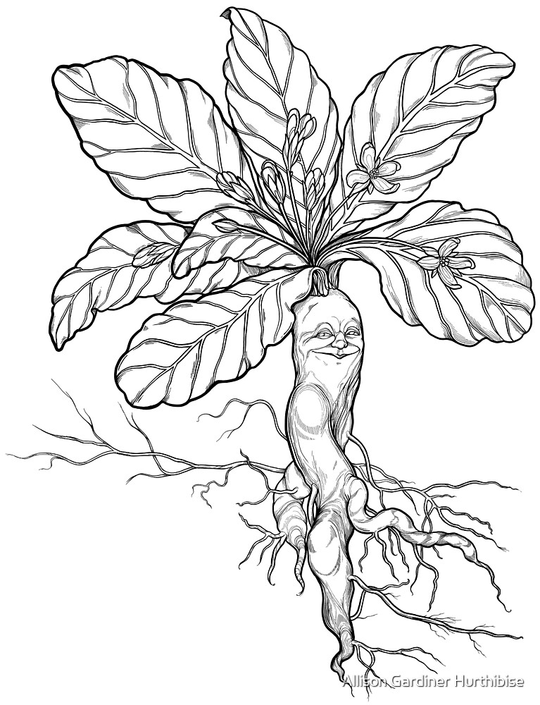 "Mandrake!" by Allison Gardiner Hurthibise | Redbubble