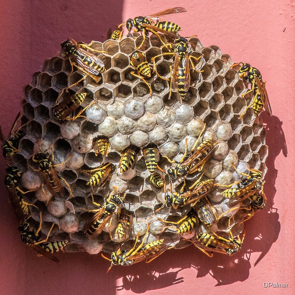 "An Australian Native Paper Wasp - Hive" by DPalmer | Redbubble