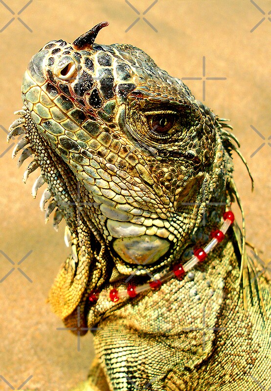 "Fancy Iguana" by MaluC | Redbubble