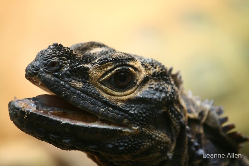 "Philippine Sail-Finned Water Dragon" by Leanne Allen | Redbubble