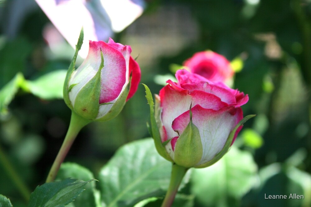 "Rose Complexion" by Leanne Allen | Redbubble