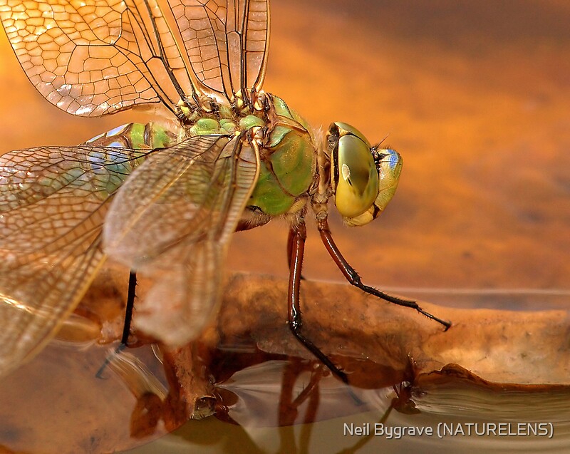 "Emperor Dragonfly" by Neil Bygrave (NATURELENS) | Redbubble