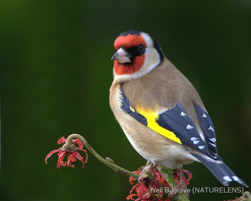 "Goldfinch" by Neil Bygrave (NATURELENS) | Redbubble