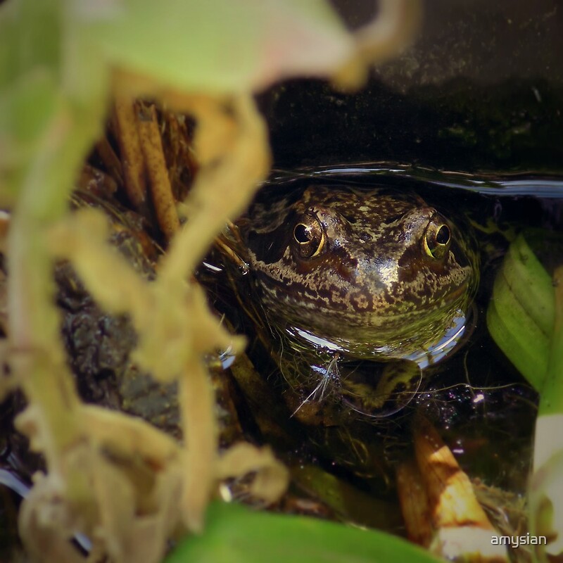 "Tim the Frog" by amysian | Redbubble