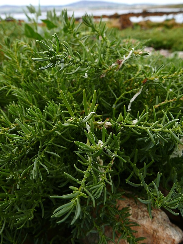 "Common Sea-Blite (Suaeda maritima)" by IOMWildFlowers | Redbubble