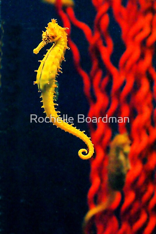 "Seahorse Side View" by Rochelle Boardman | Redbubble
