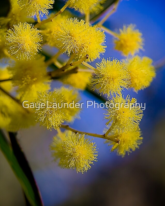 "Golden wattle - Australia's floral emblem" by GayeLaunder Photography ...