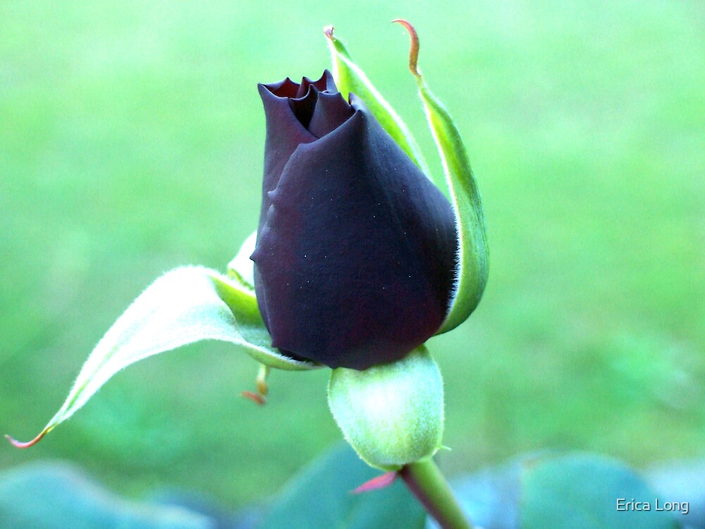 "Camp David Rose Bud" by Erica Long | Redbubble