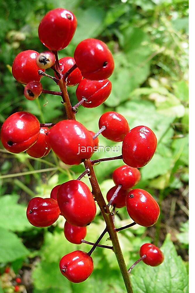 "Red Baneberry - POISON ©" by jansnow | Redbubble