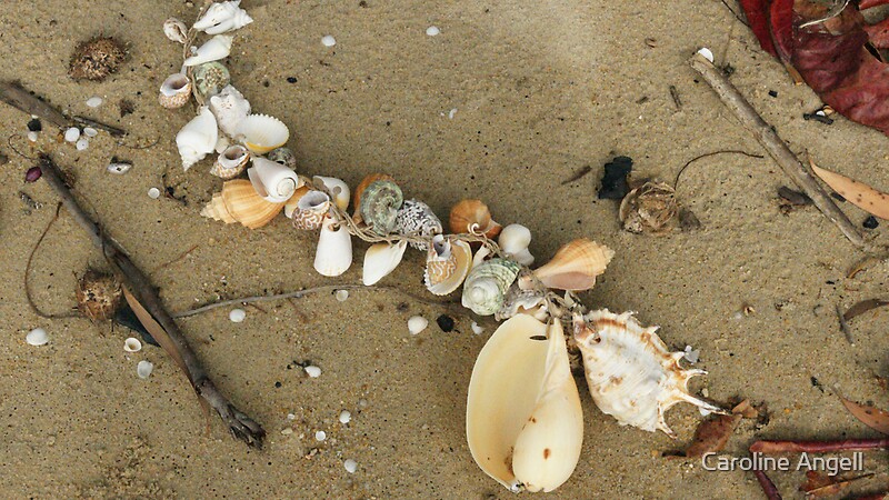 "String of Shells" by Caroline Angell | Redbubble