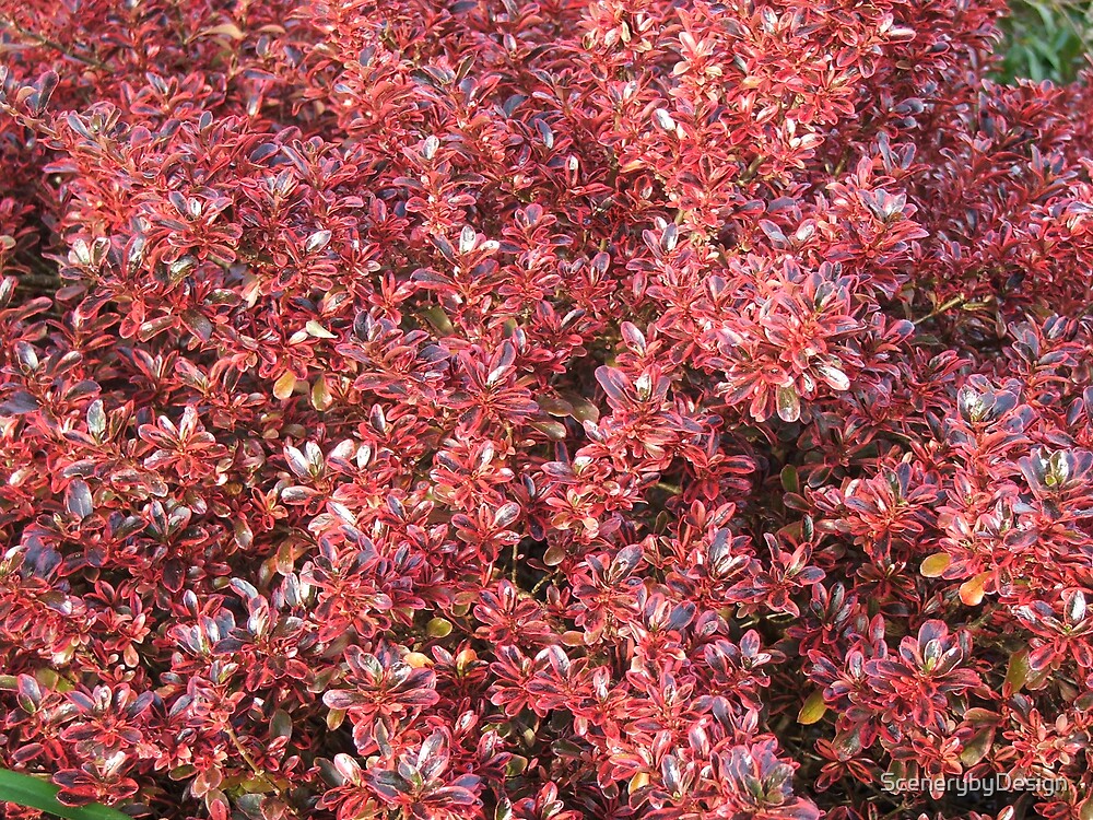 "Red Coprosma" by ScenerybyDesign | Redbubble
