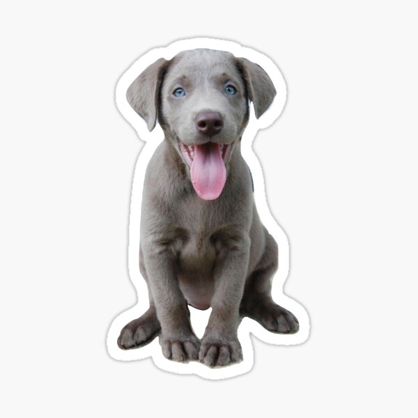 Silver Lab Gifts & Merchandise | Redbubble
