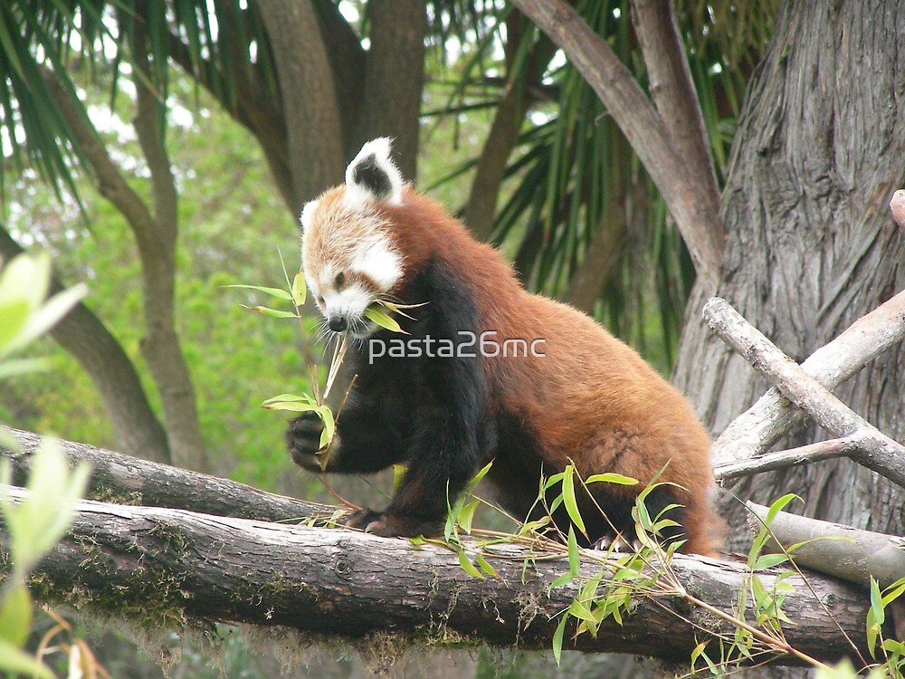"Red Panda 003" by pasta26mc | Redbubble