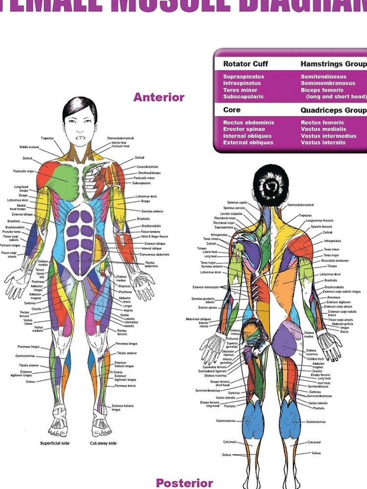 Chart Of Female Anatomy