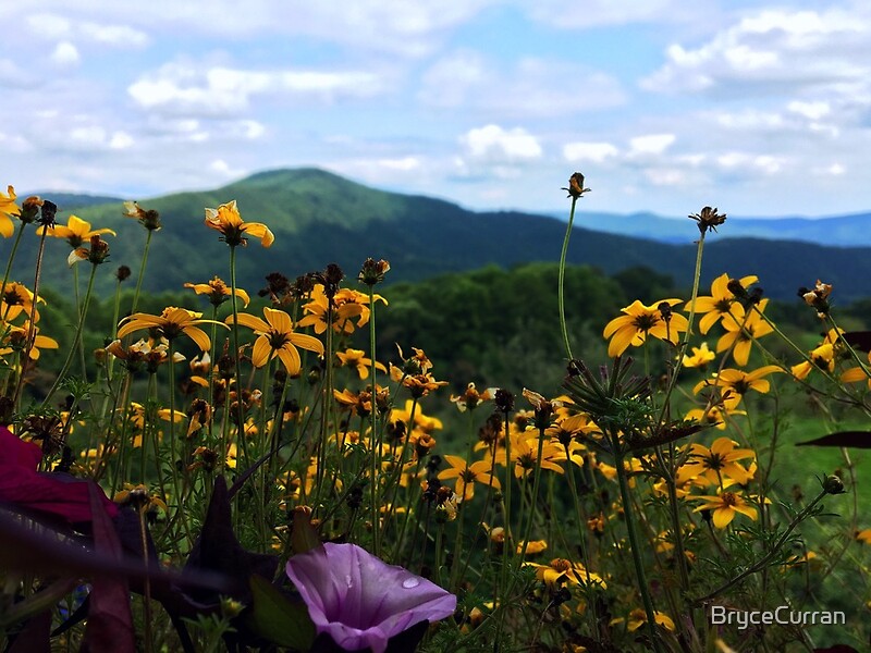 "Wildflowers in the Blue Ridge Mountains " by BryceCurran | Redbubble