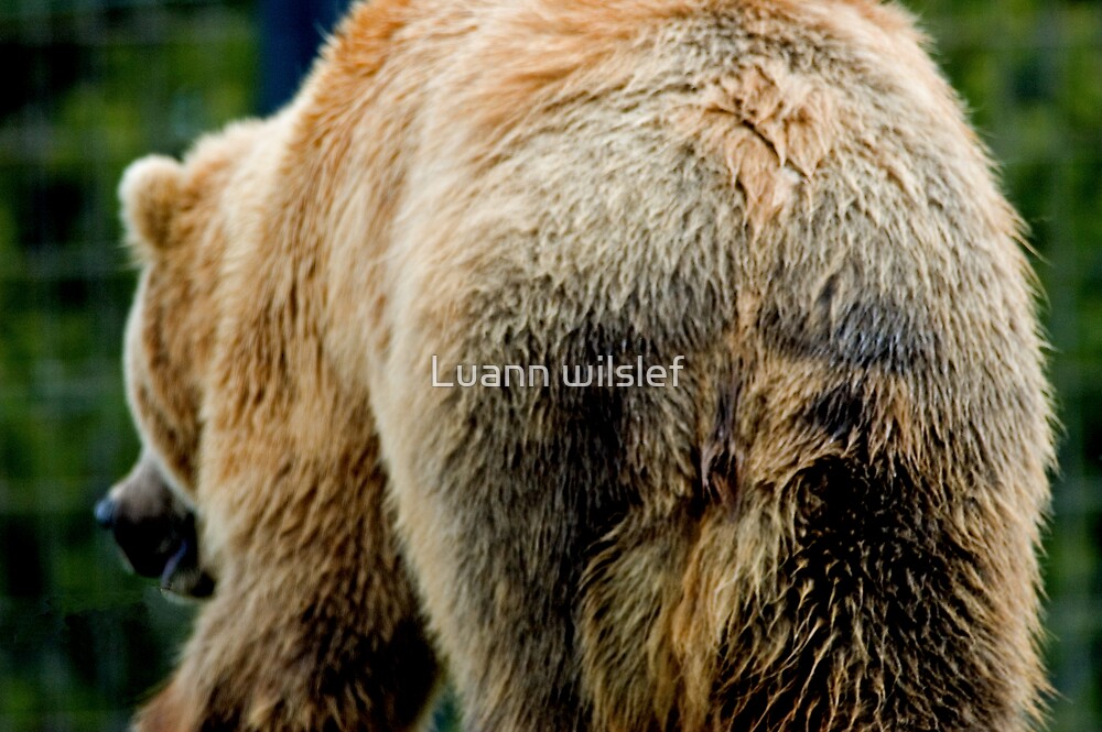 "Bear Butt" by Luann wilslef | Redbubble