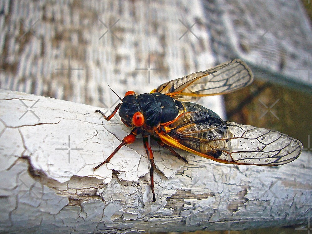 "Red Eyed Cicada" by FrankieCat | Redbubble