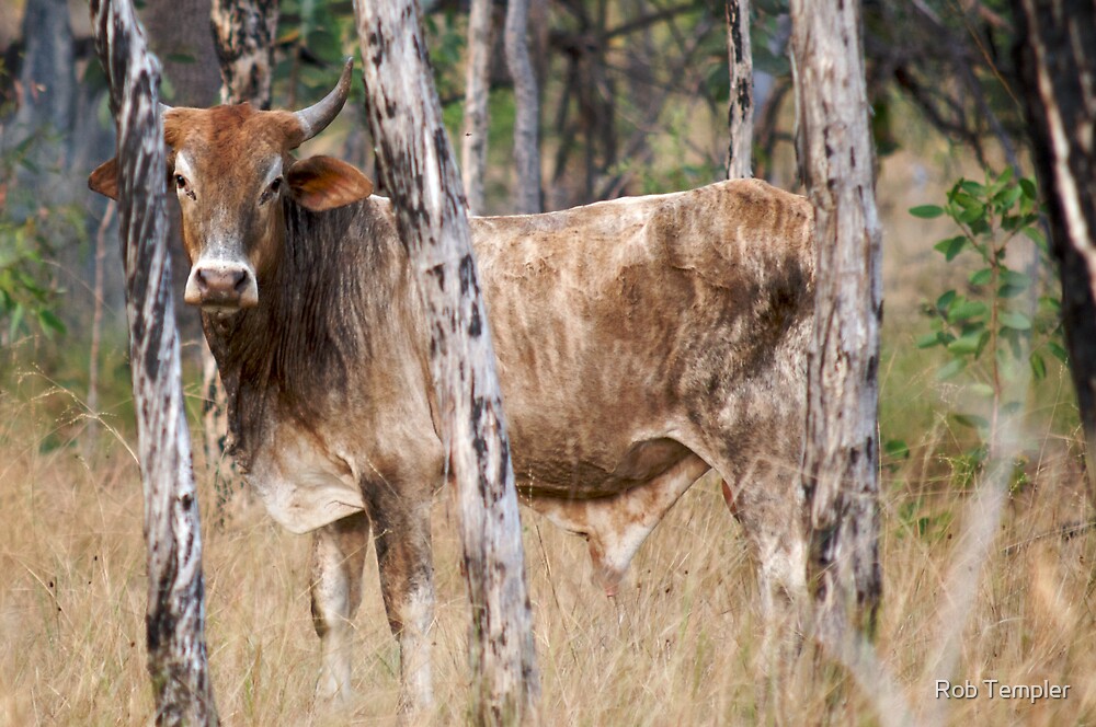 "Cape York- Wild Scrub Bull" by Rob Templer | Redbubble