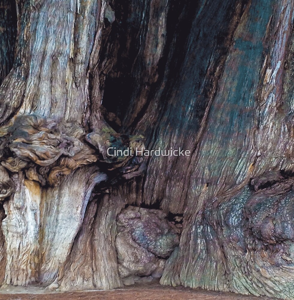 "Giant Montezuma Cypress Tree Trunk, Nature Photography, Landmark Tree ...
