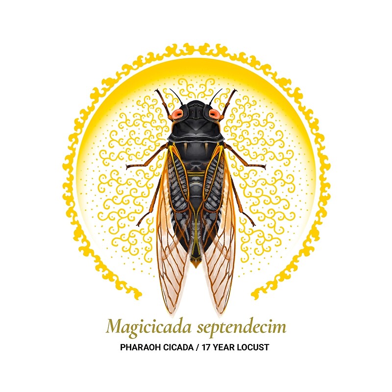 "The Circles of Life: Pharaoh Cicada / 17 Year Locust" by Franz Anthony ...