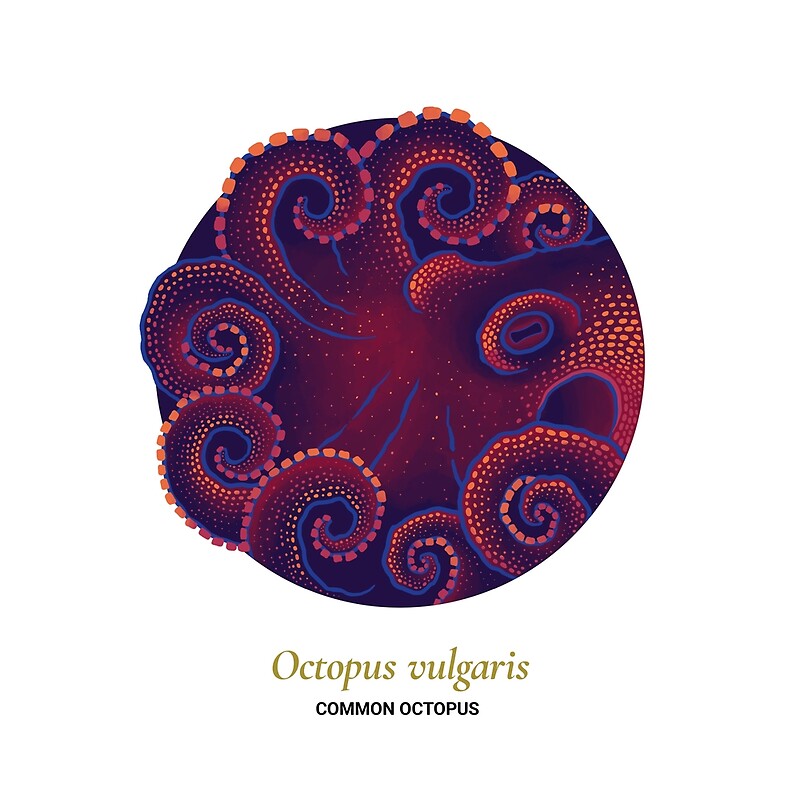 "The Circles of Life: Common Octopus" by Franz Anthony | Redbubble