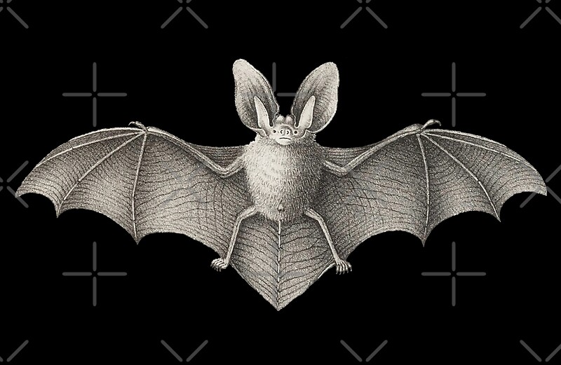 "Vintage bat illustration" by monsterplanet | Redbubble