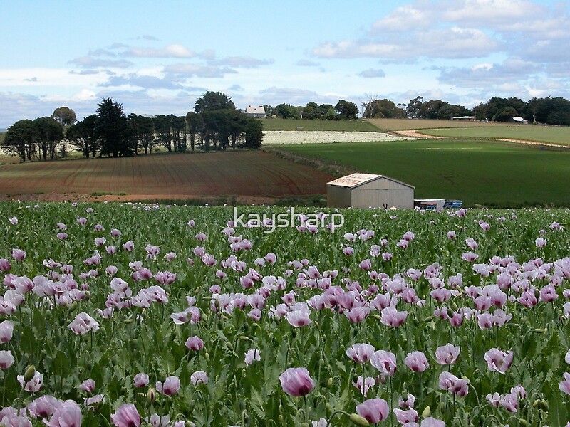 "Poppy Farm, Table Cape, Tasmania, Australia." by kaysharp | Redbubble