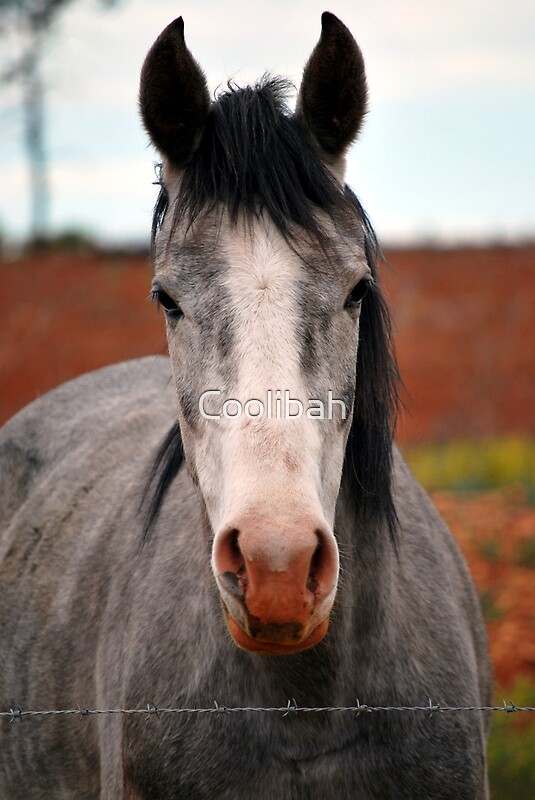 "Grey Filly" by Coolibah | Redbubble