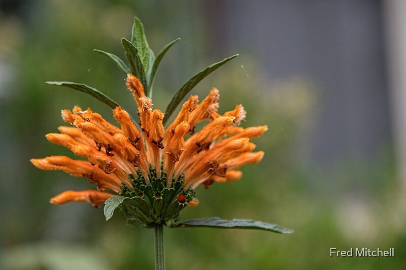 "Yellow Leonotis leonurus flowers have aged to orange Leith Park ...