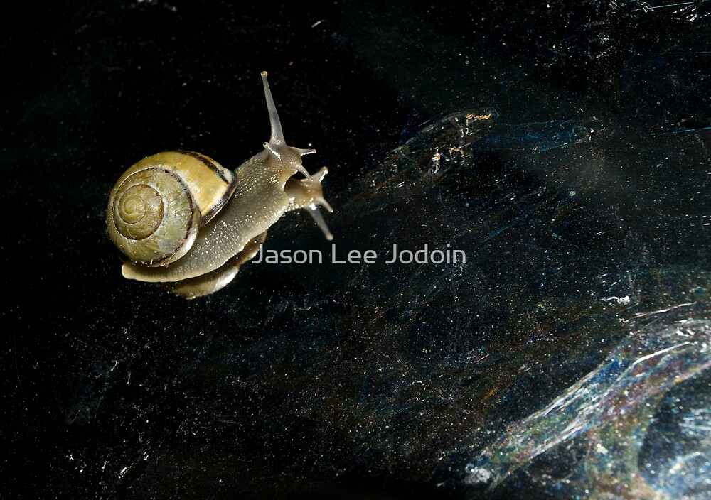 «First Snail in Space» de Jason Lee Jodoin | Redbubble