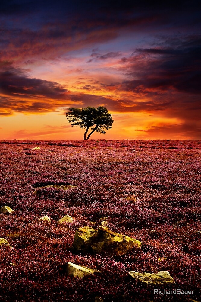 "Egton Moor Sunset" by RichardSayer | Redbubble