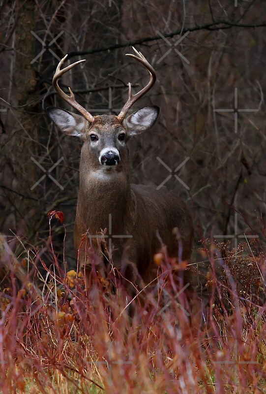 "Young Buck - portrait - White-tailed Deer" by Jim Cumming | Redbubble