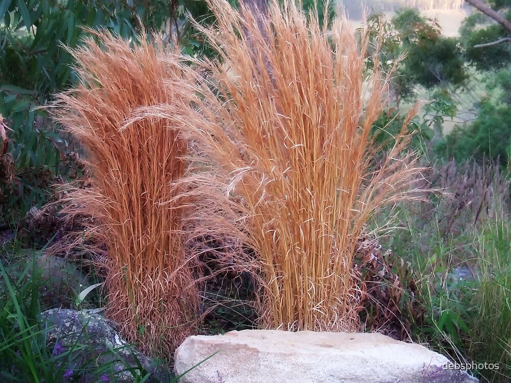 ""Whispy Whiskey Grass"" by debsphotos | Redbubble