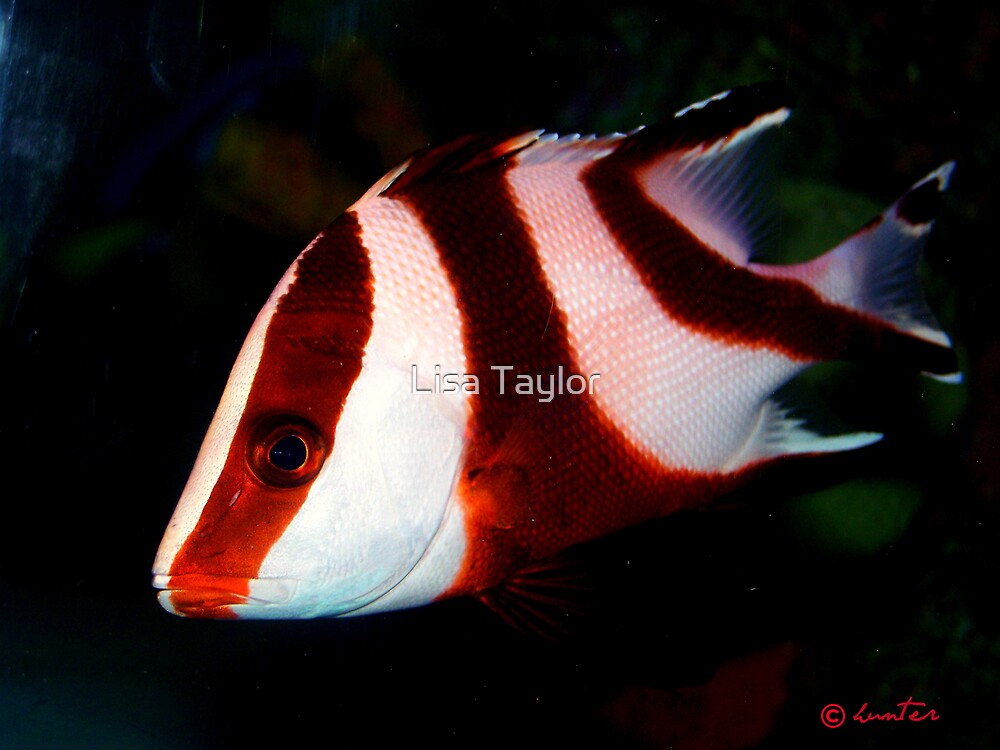 "Barber Pole Fish" by Lisa Taylor | Redbubble