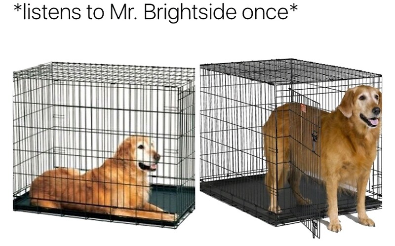 "Mr Brightside Meme" by Retro51536 | Redbubble