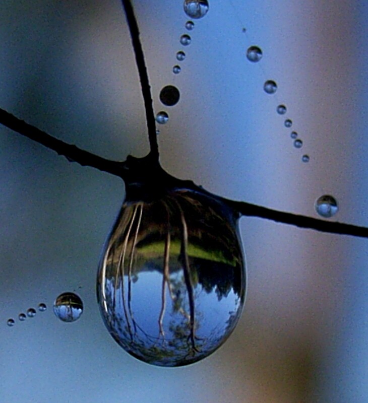 "Dew drop with reflections" by valandsnake | Redbubble