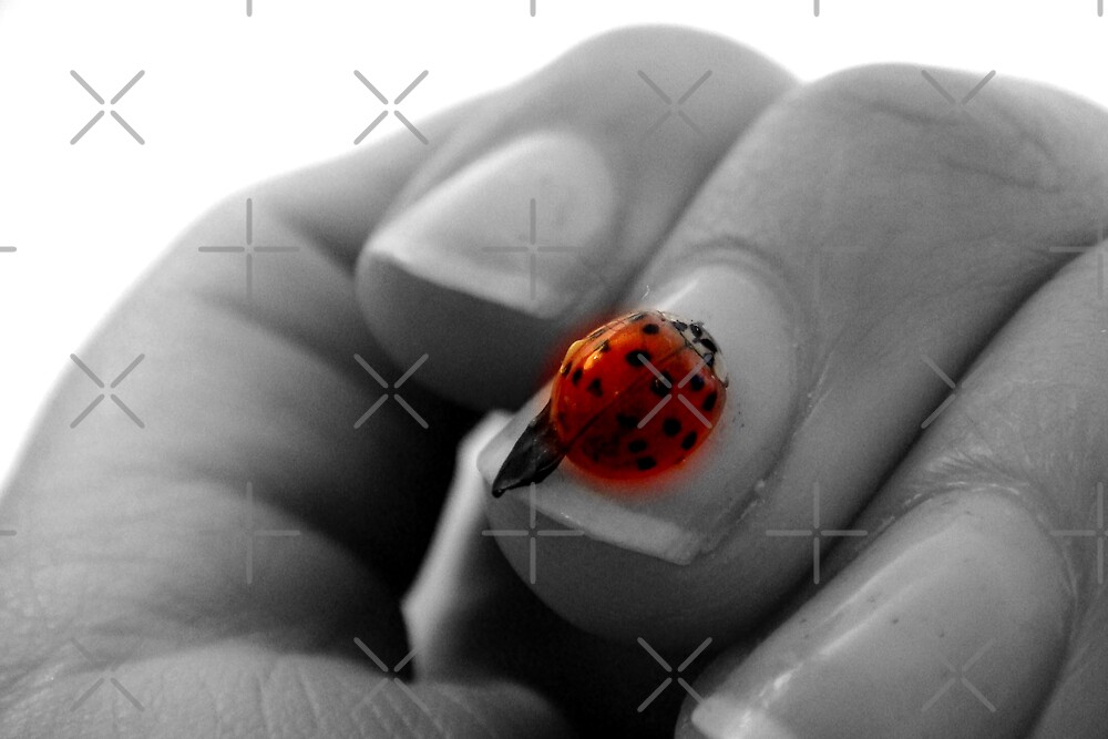 "Ladybug, Ladybug fly away home!" by Fiona Christensen | Redbubble