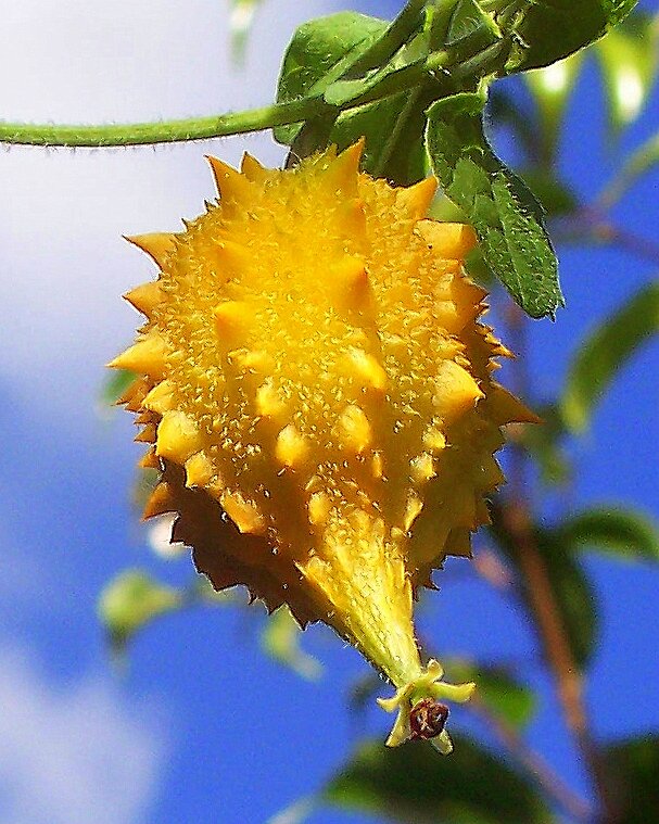 "Prickly Yellow Pod" by Danceintherain | Redbubble