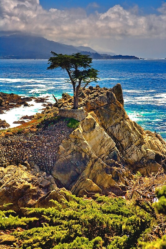 "Monterey Lonely Tree" by photosbyflood | Redbubble