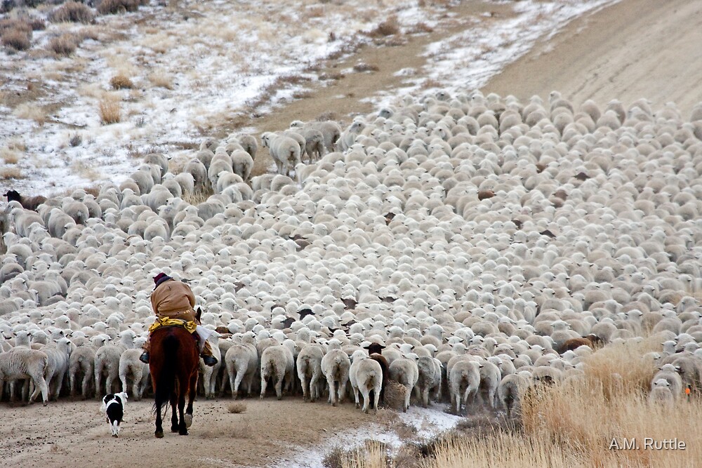 "Wave of Sheep, Red Desert, Wyoming" by A.M. Ruttle | Redbubble