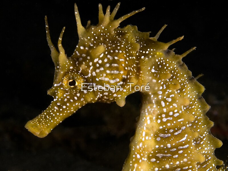 "Golden seahorse" by Esteban Toré | Redbubble