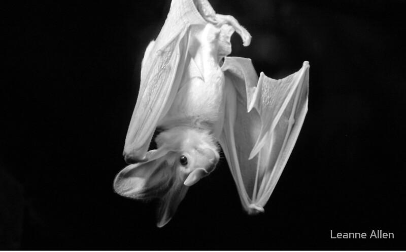 "Ghost Bat" by Leanne Allen | Redbubble