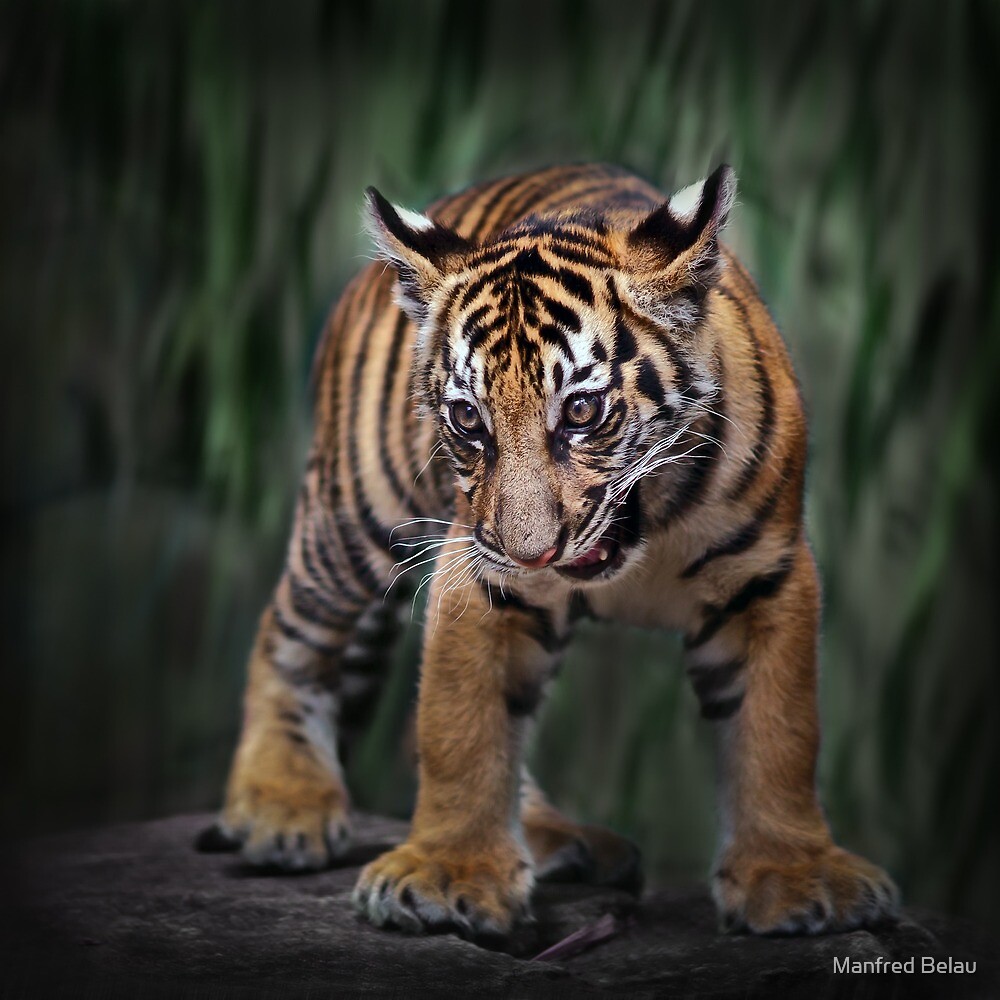 "Young Tiger" by Manfred Belau | Redbubble