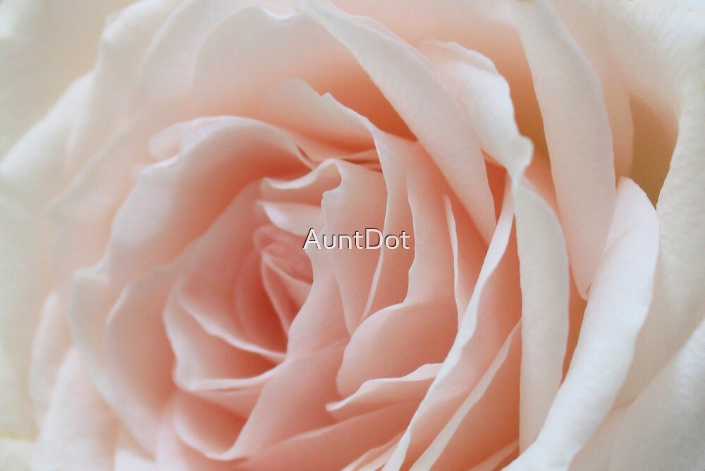 "Pastel Pink Rose" by AuntDot | Redbubble
