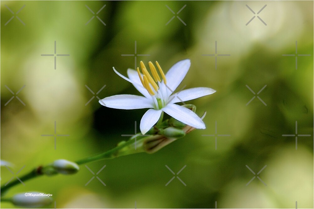 "TWINKLE LITTLE STAR - Chlorophytum bowkeri" by Magriet Meintjes ...