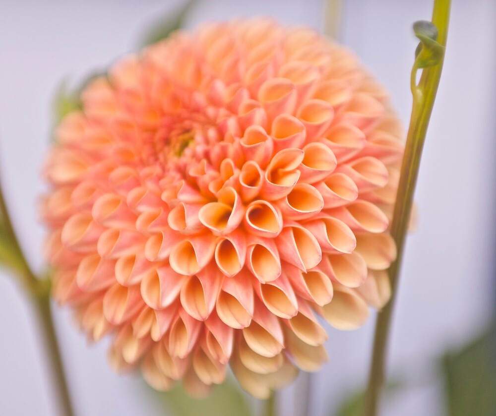 Dhalia By Bill Patten Redbubble
