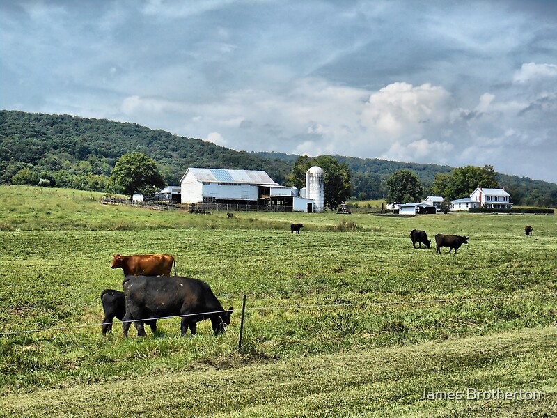 "Grazing On The Farm" by James Brotherton | Redbubble