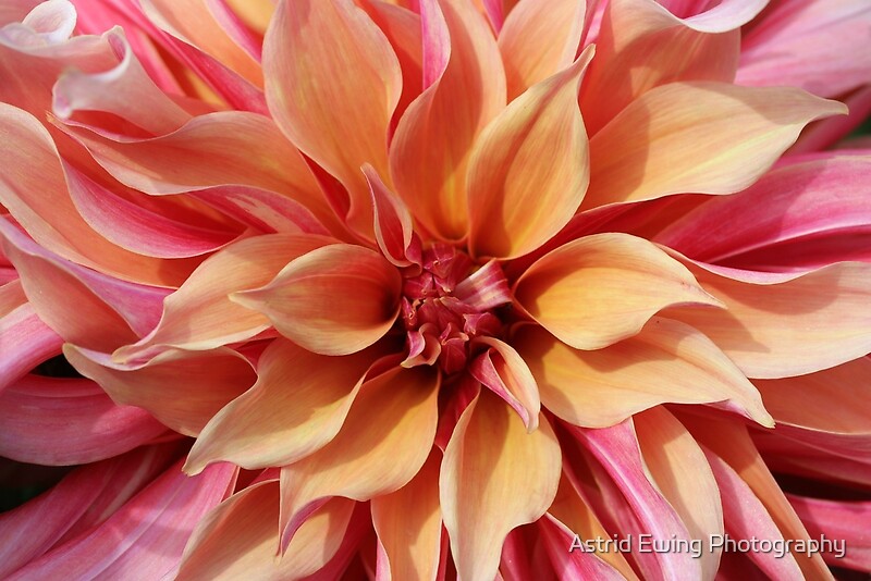 "Dahlia Details" by ASTRID EWING | Redbubble