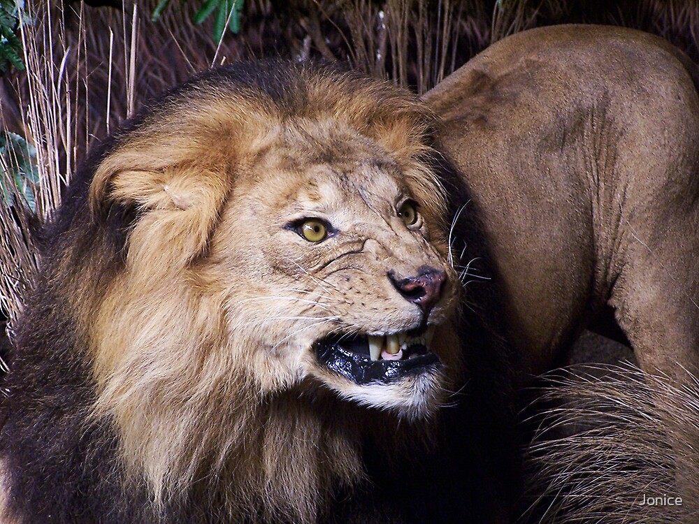 "Grrrrrrrr!" by Jonice | Redbubble