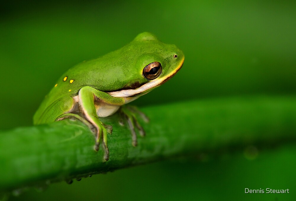 "American Green Tree Frog " by Dennis Stewart | Redbubble
